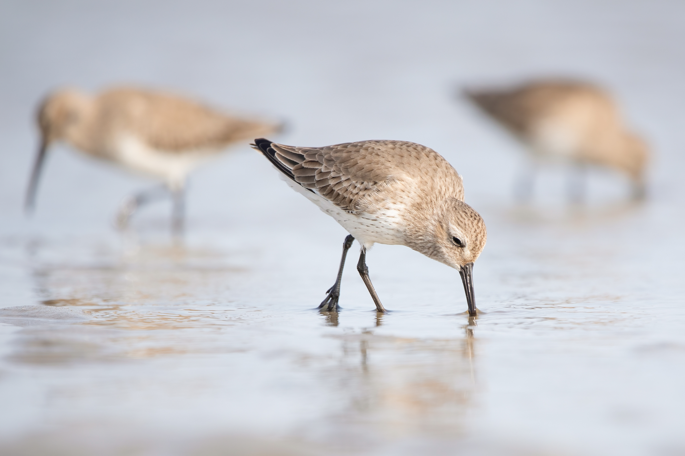 Collaborative Efforts Elevate Shorebirds During Spring Migration in ...