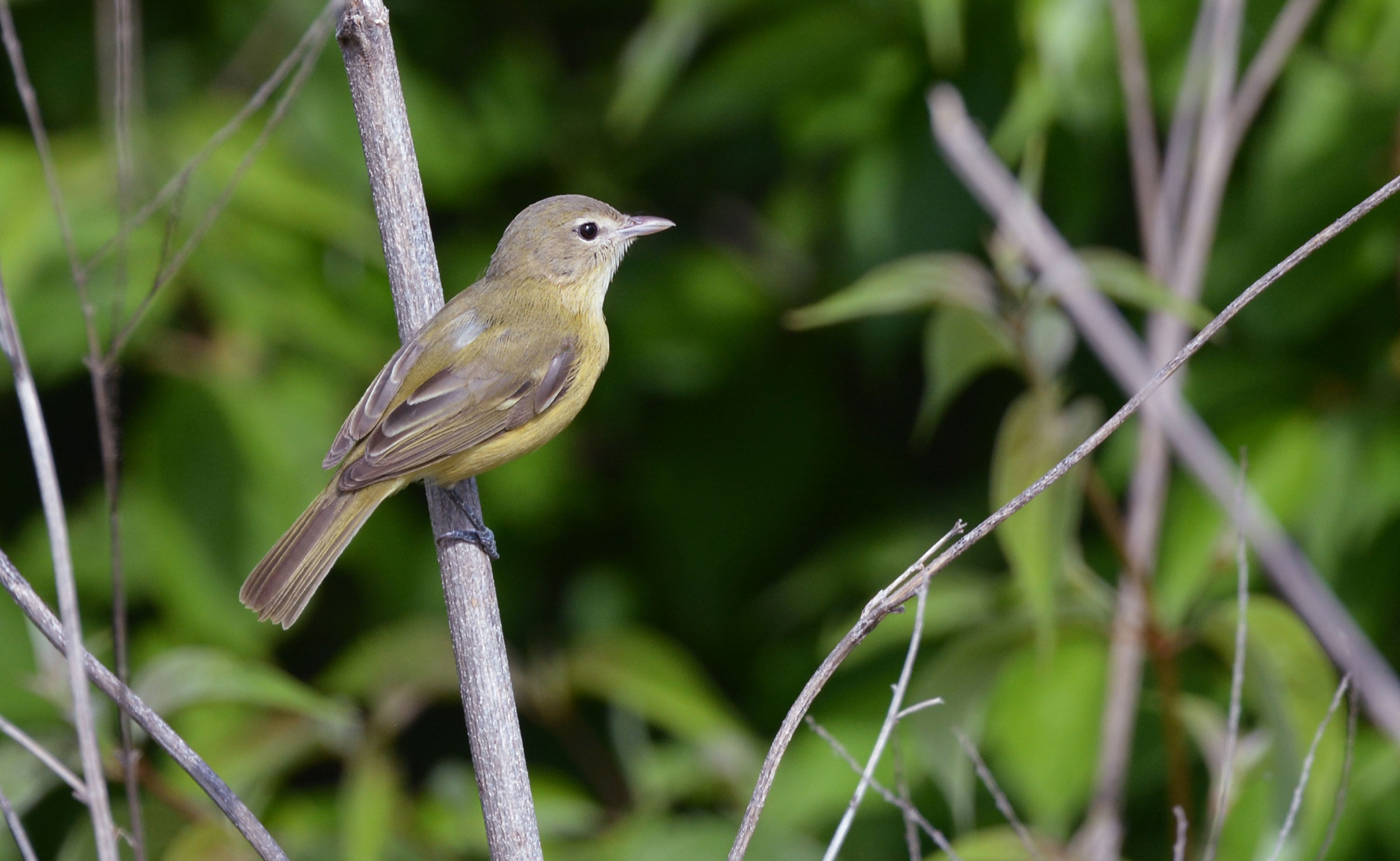 Bell's Vireo | Audubon Field Guide