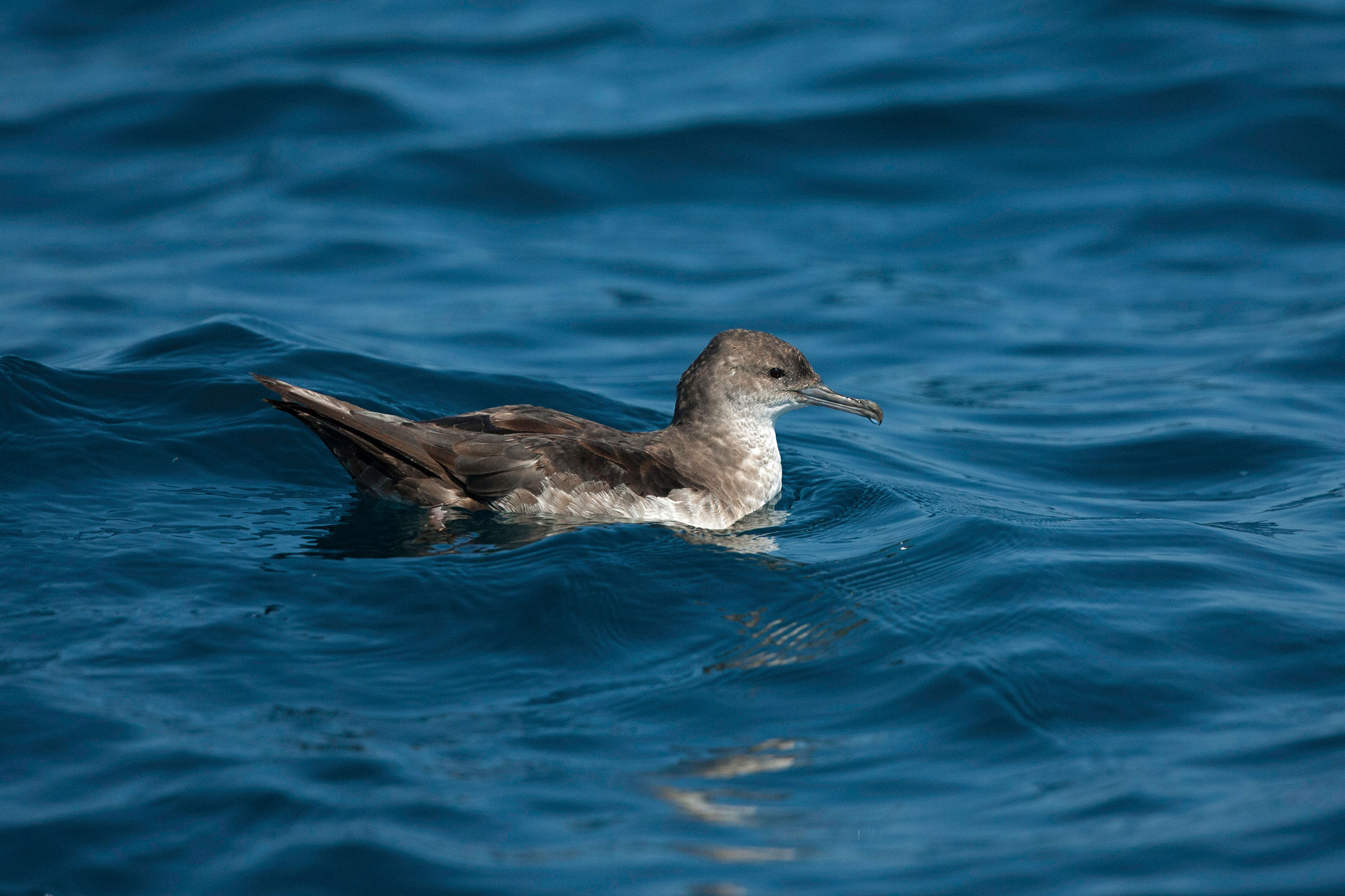 Black-vented Shearwater | Audubon Field Guide