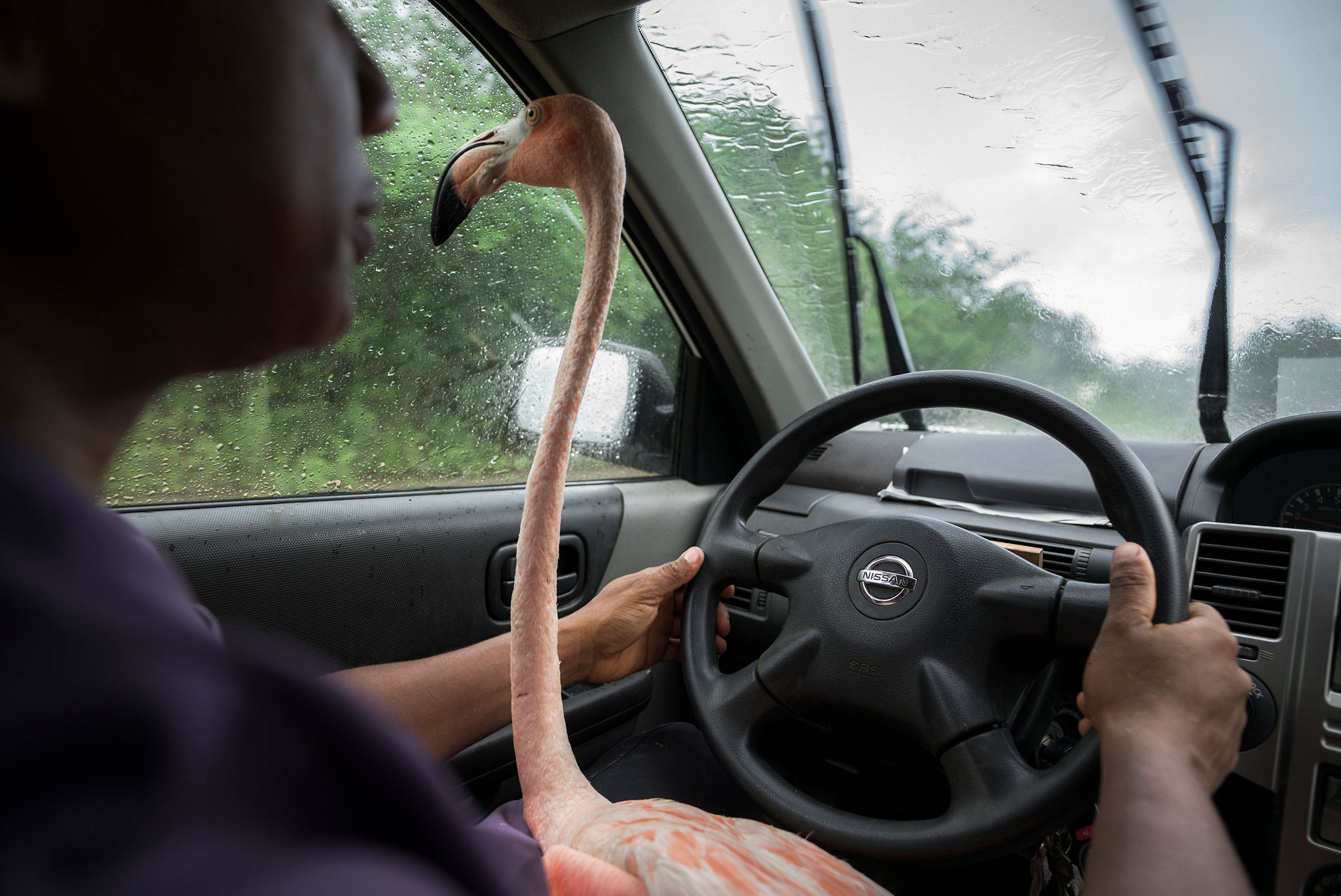 See Photos of a Flamingo Living Among Humans | Audubon