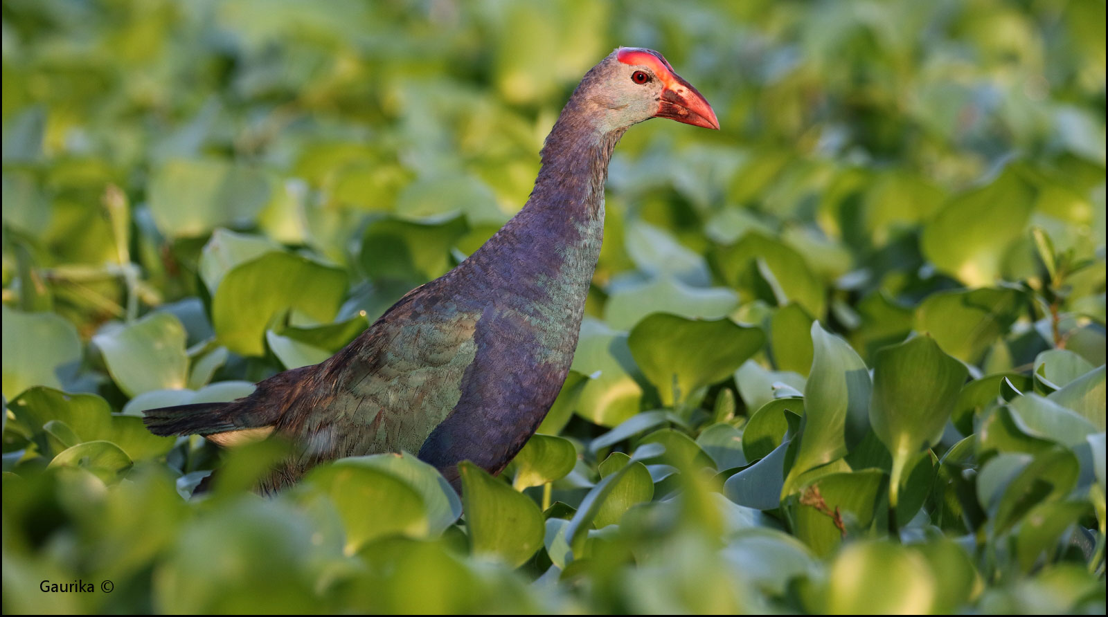 Gray-headed Swamphen | Audubon Field Guide