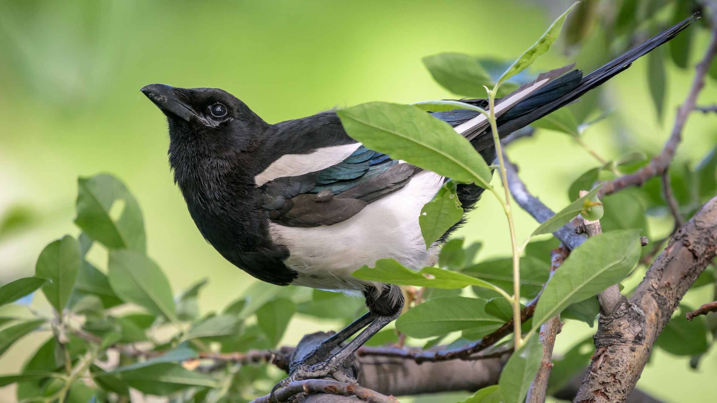 Black billed Magpie Audubon Field Guide