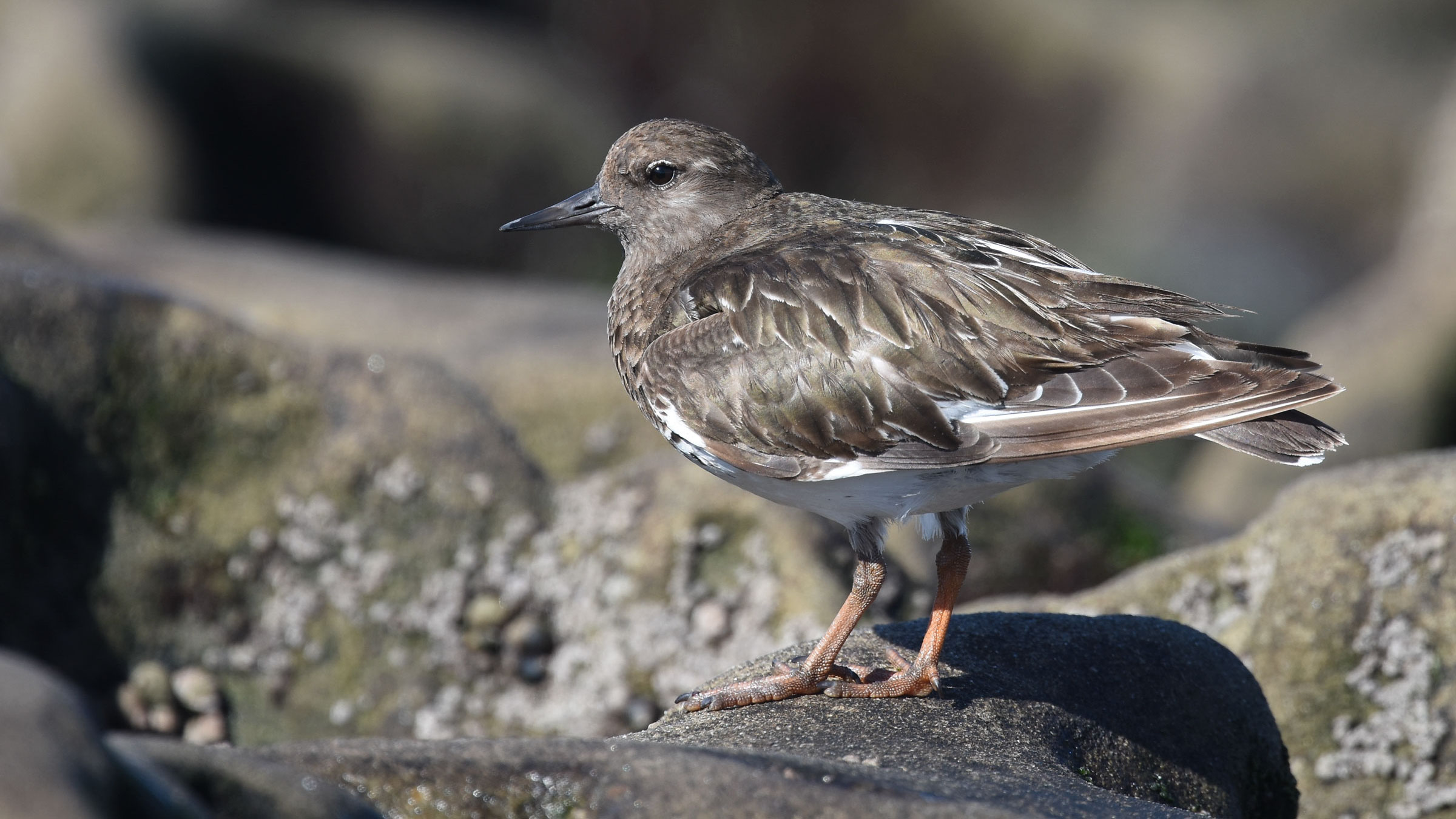 Black Turnstone | Audubon Field Guide