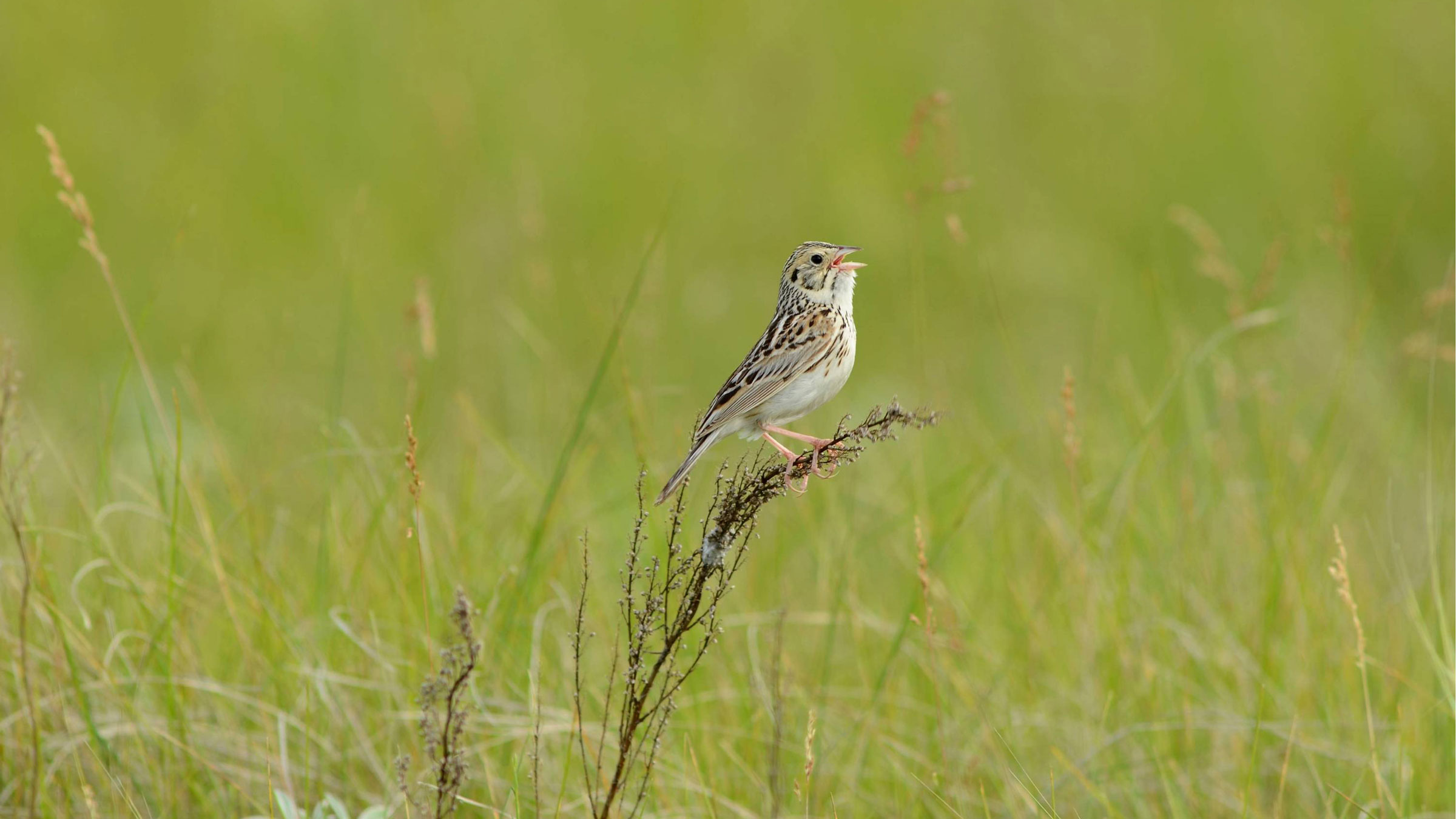 Baird's Sparrow | Audubon Field Guide