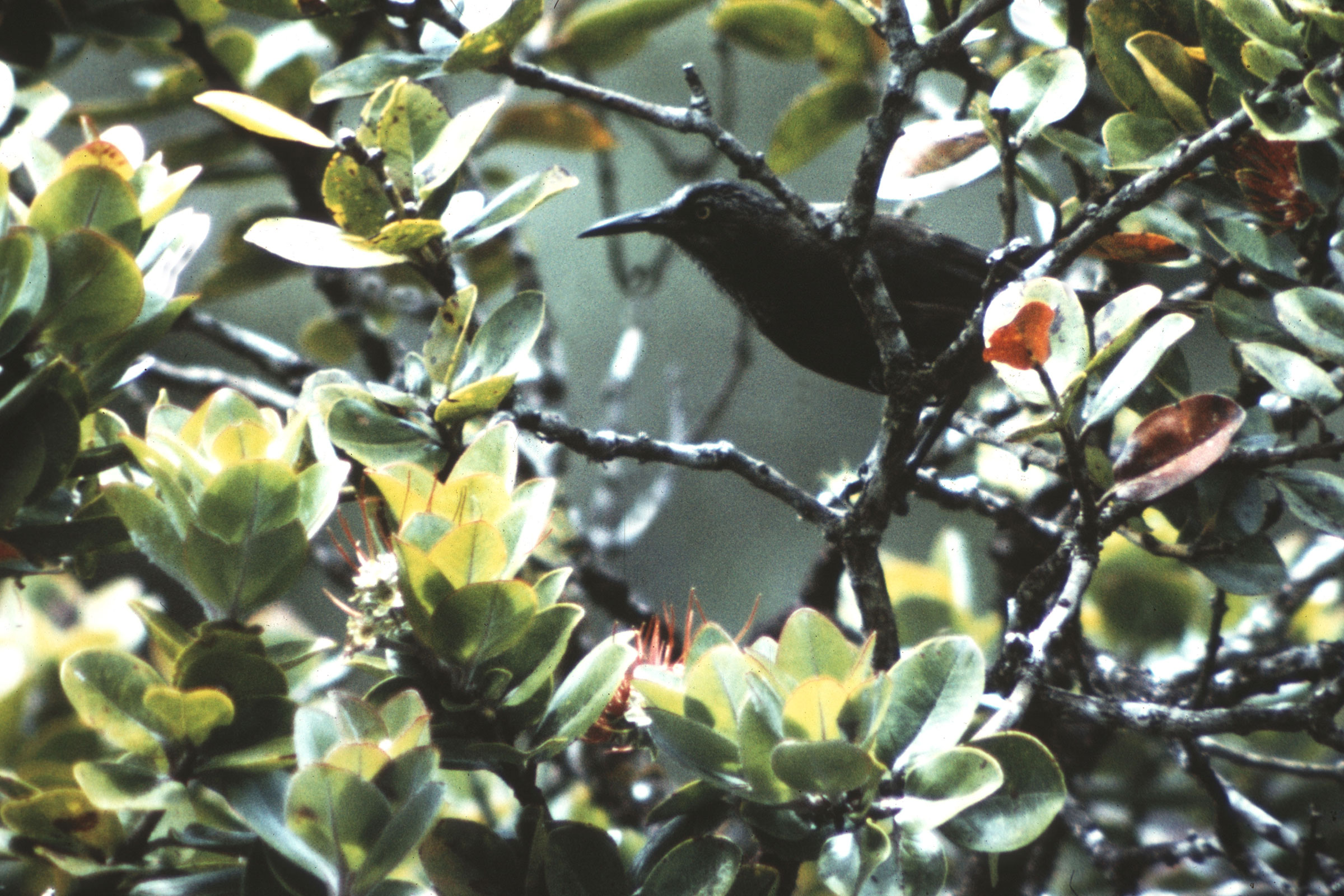 Wave of Hawaiian Bird Extinctions Stresses the Islands’ Conservation ...