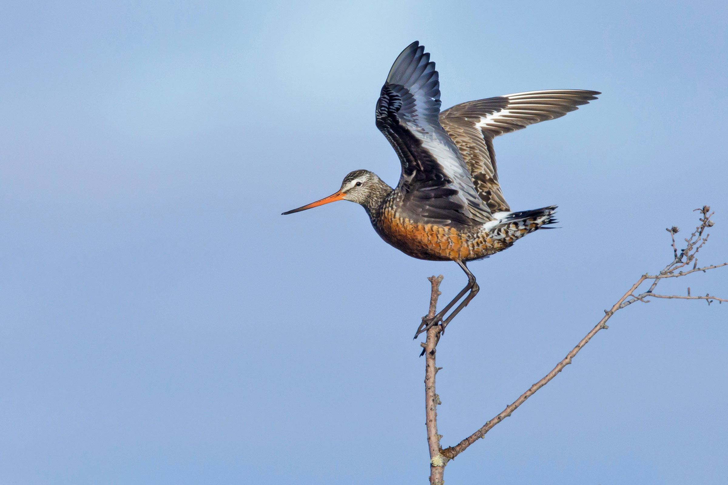 It Takes A Hemisphere To Protect A Godwit | Audubon