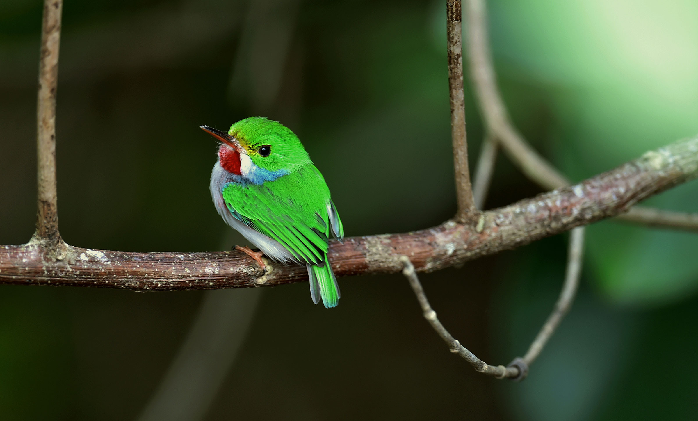 Hear the Staccato Call of the Tiny, Leaf-Green Cuban Tody | Audubon