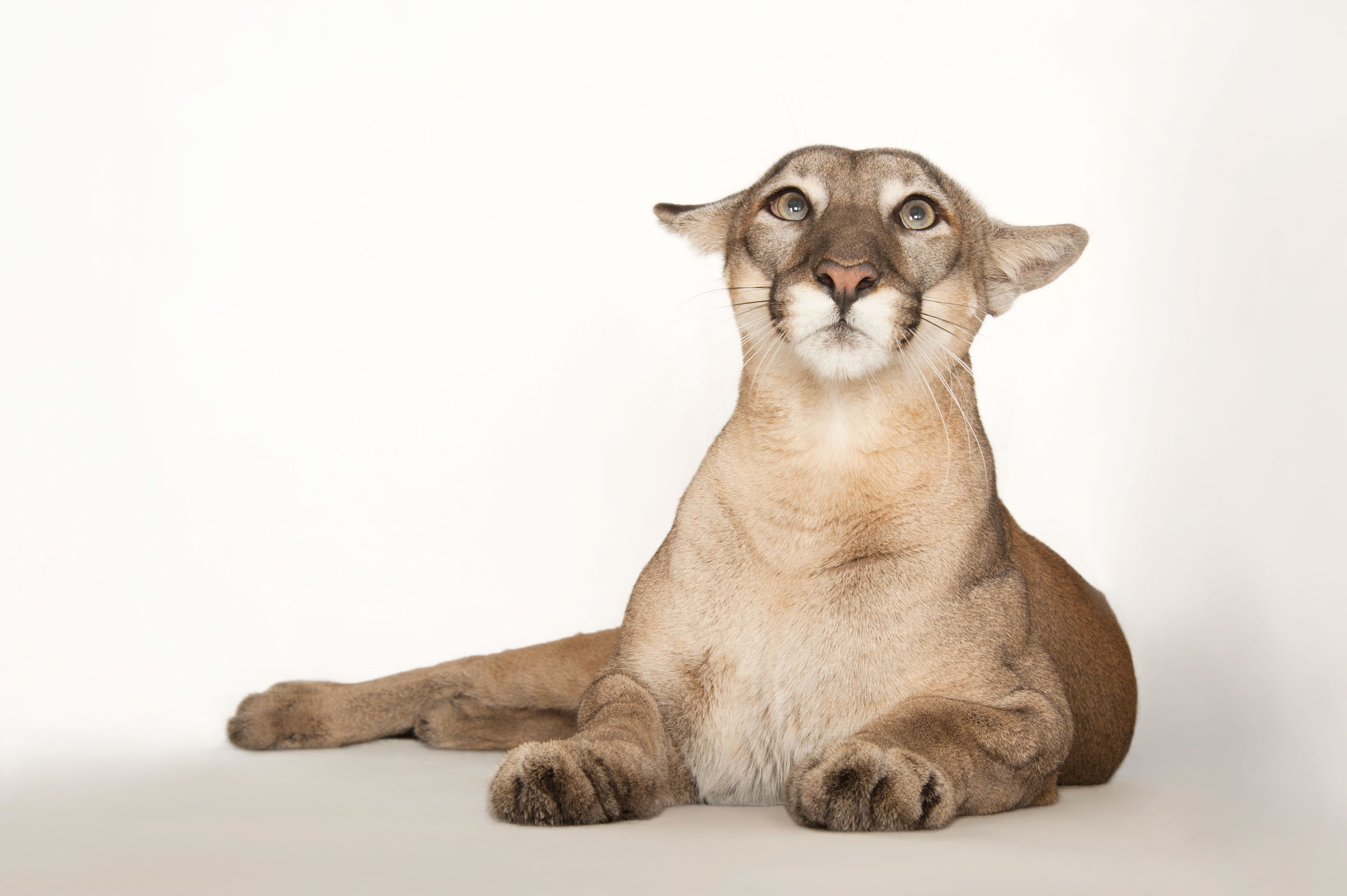 Video Surfaces of a Rare Florida Panther Tearing Through an Audubon ...