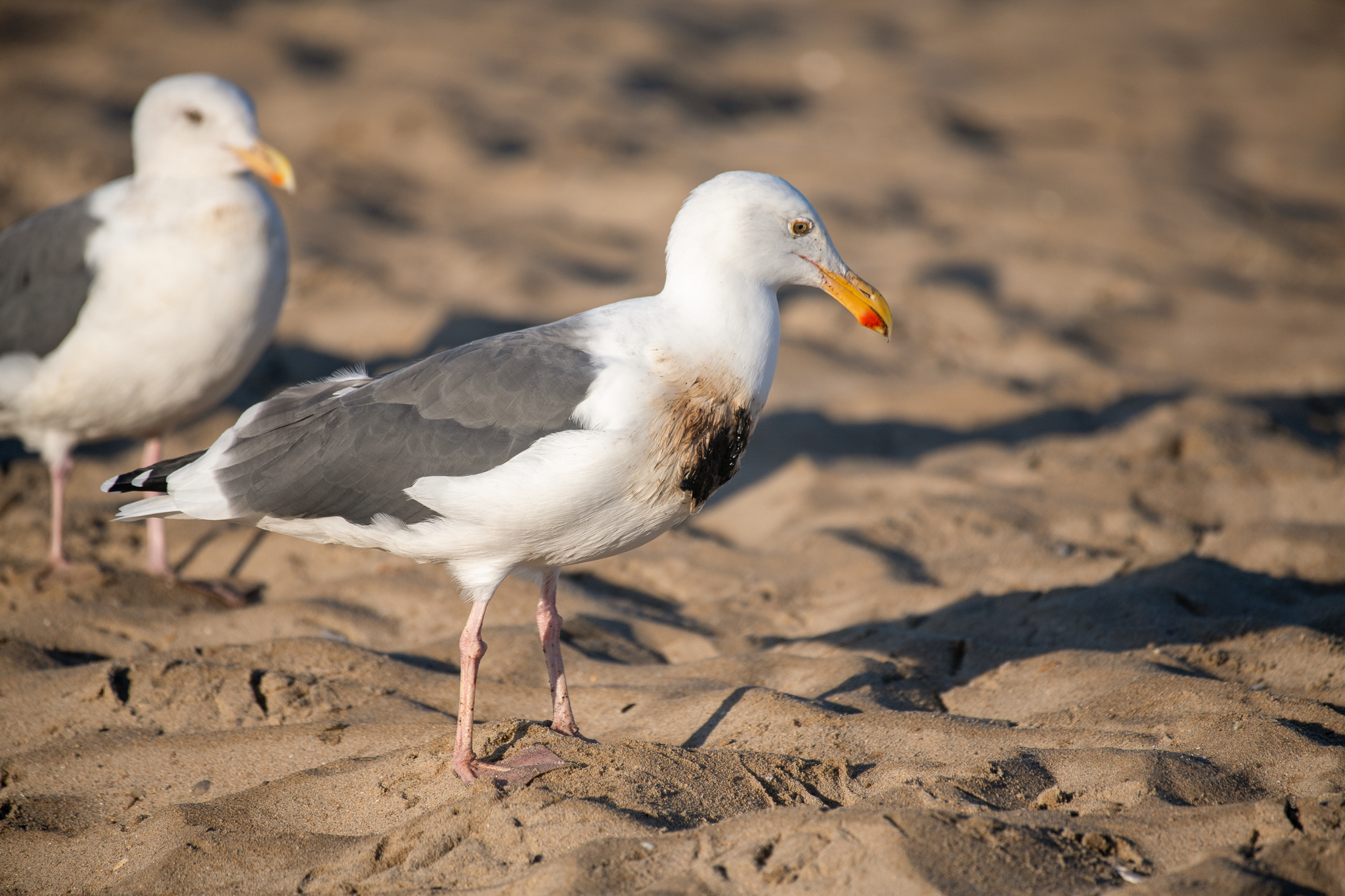 Audubon California's Sarah Rose Joins State and Environmental Leaders ...