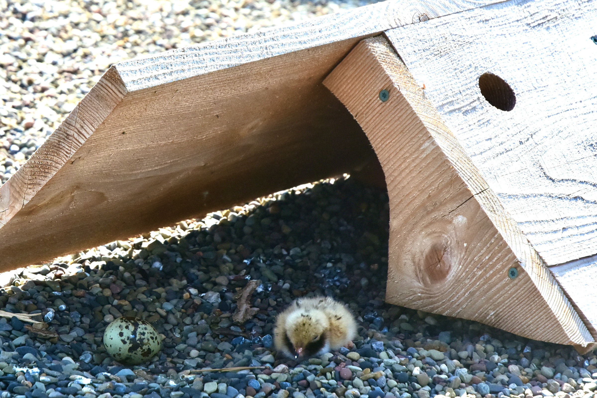 Nesting Common Terns Get a New Island Home in Buffalo | Audubon
