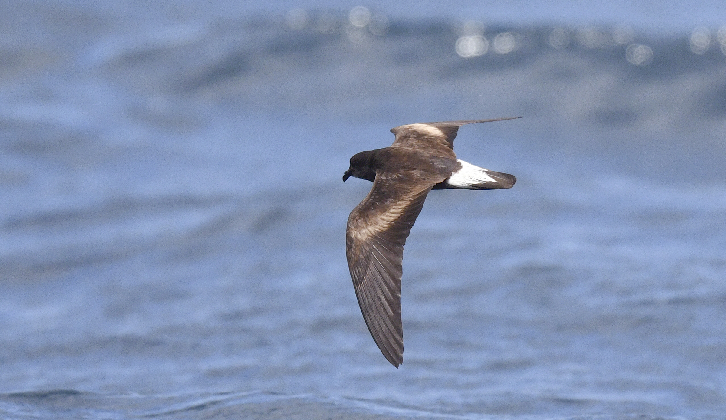 Wedge-rumped Storm-petrel | Audubon Field Guide
