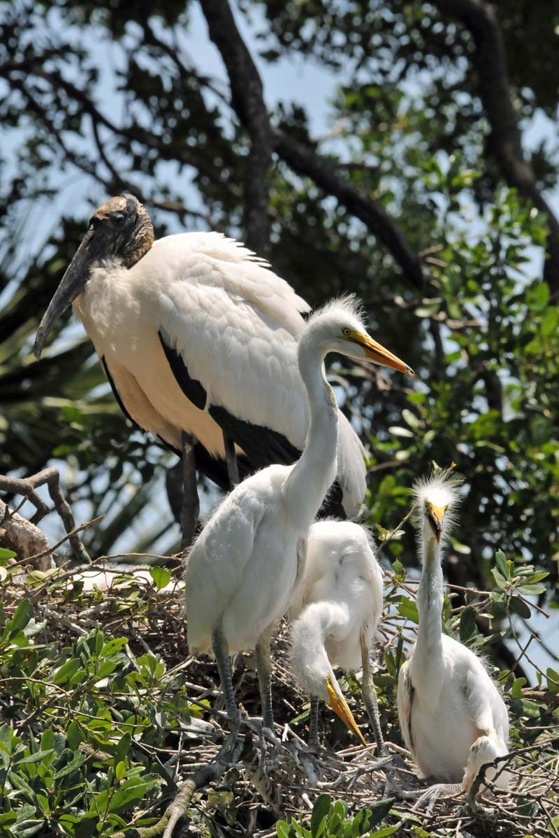 Audubon Researcher Defends Everglades Wood Storks | Audubon